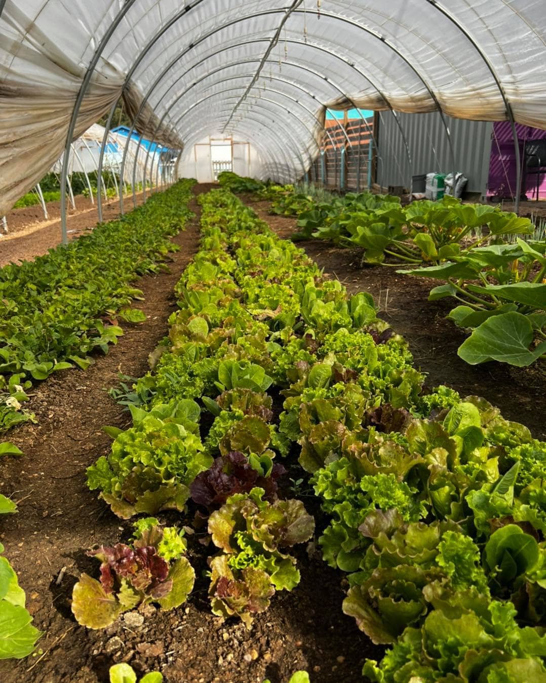 The Farm - Square Mile Community Development