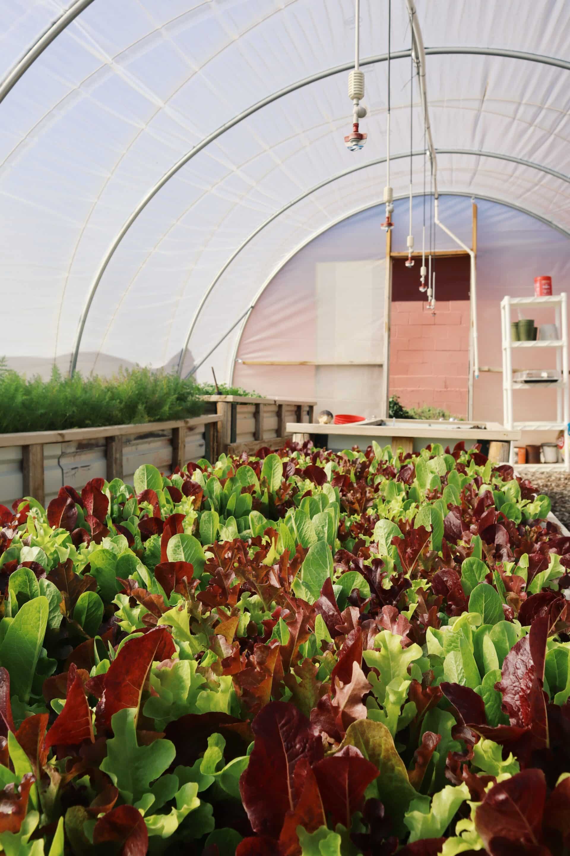 The Farm - Square Mile Community Development